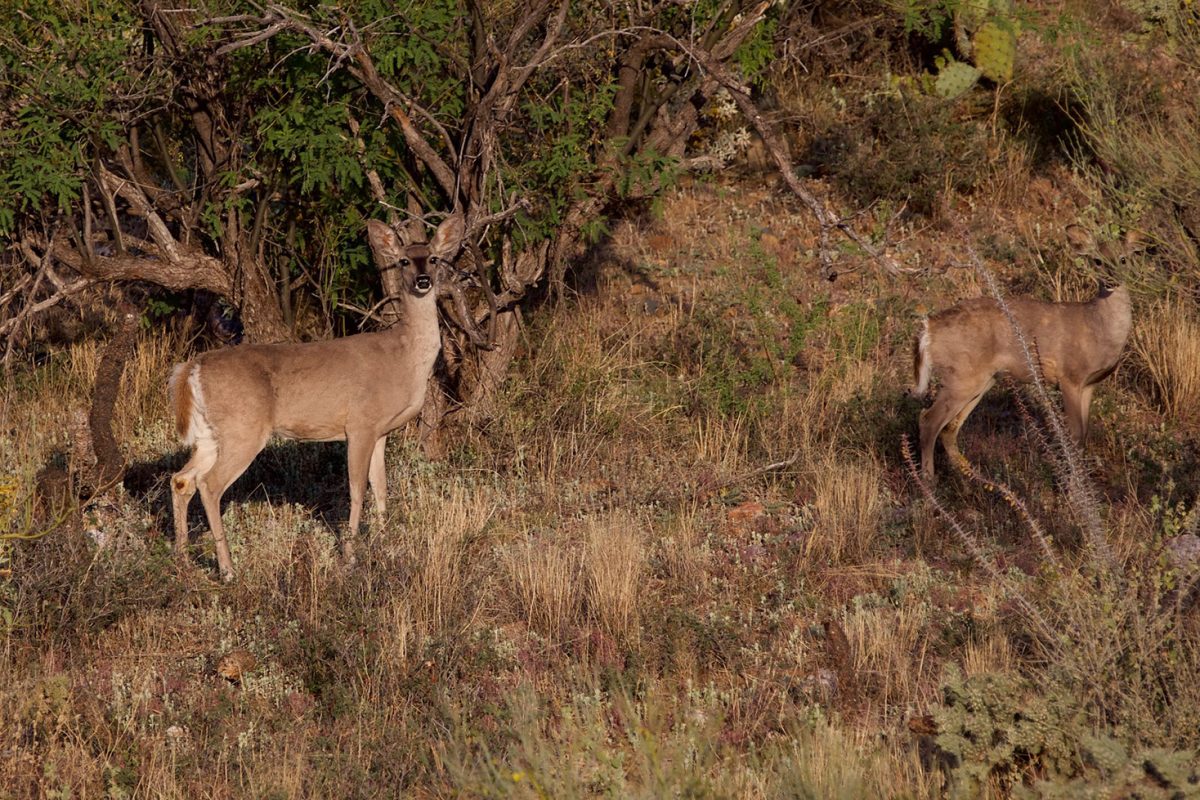 CONSERVATION - Elkhorn Ranch